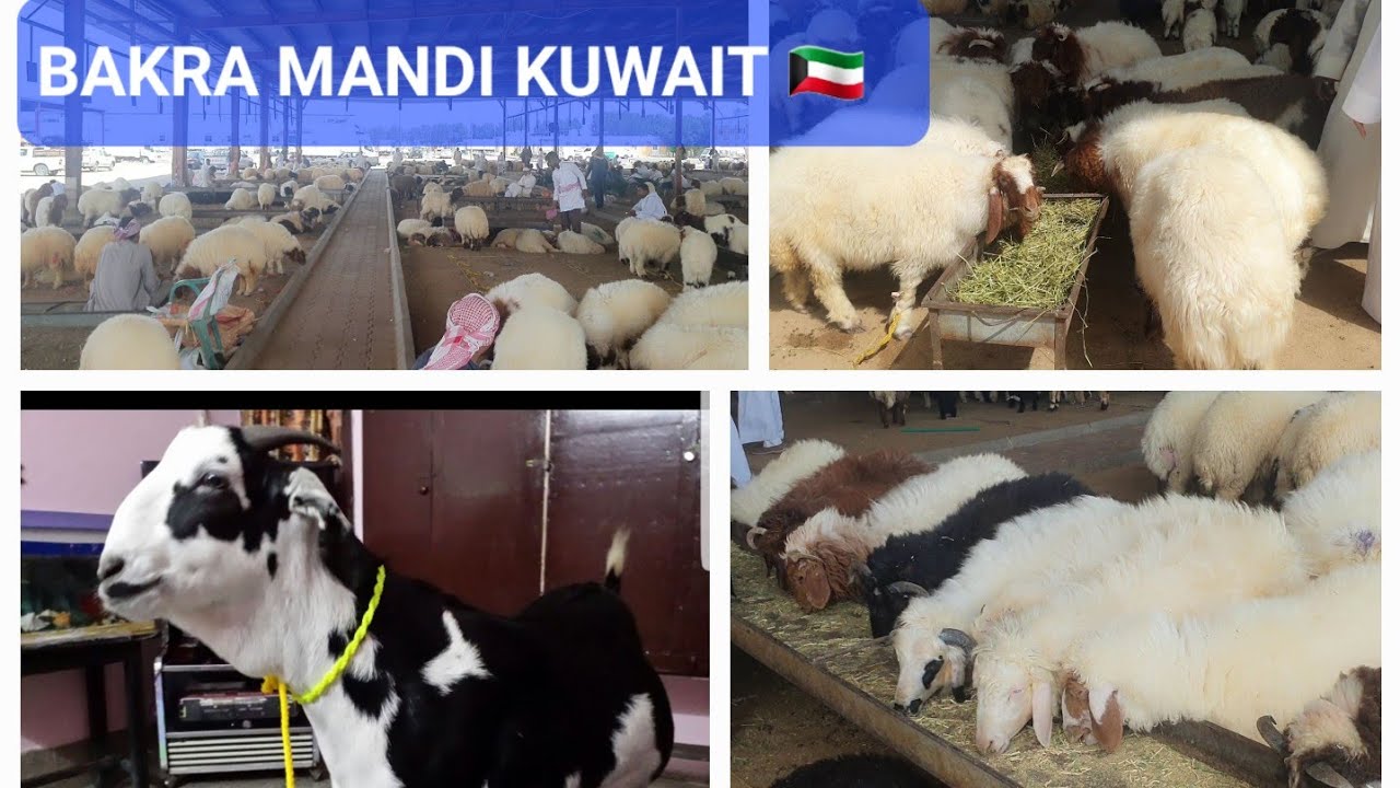 BAKRA MANDI KUWAIT | EID AL ADHA SPECIAL | Slaughter House Kuwait 🇰🇼 ...