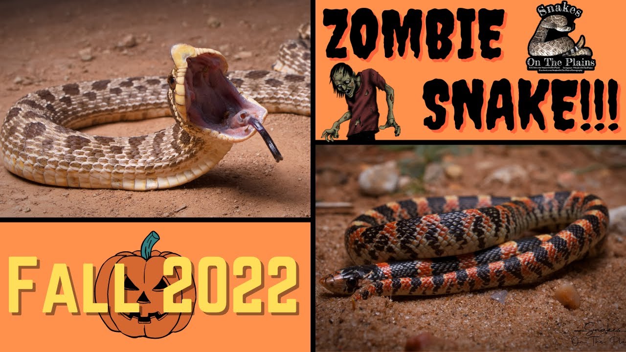 Zombie Snake!! West Texas - Fall 2022 - YouTube