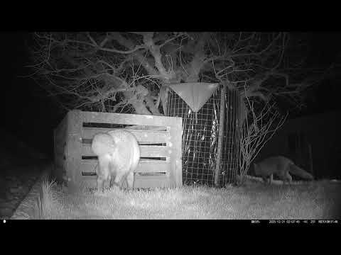 Fox Mating Season - ready?