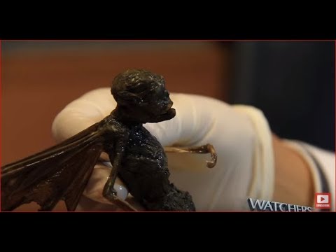 Strange winged creature in Mexico: Fairy ? Alien? or Locust from the ...