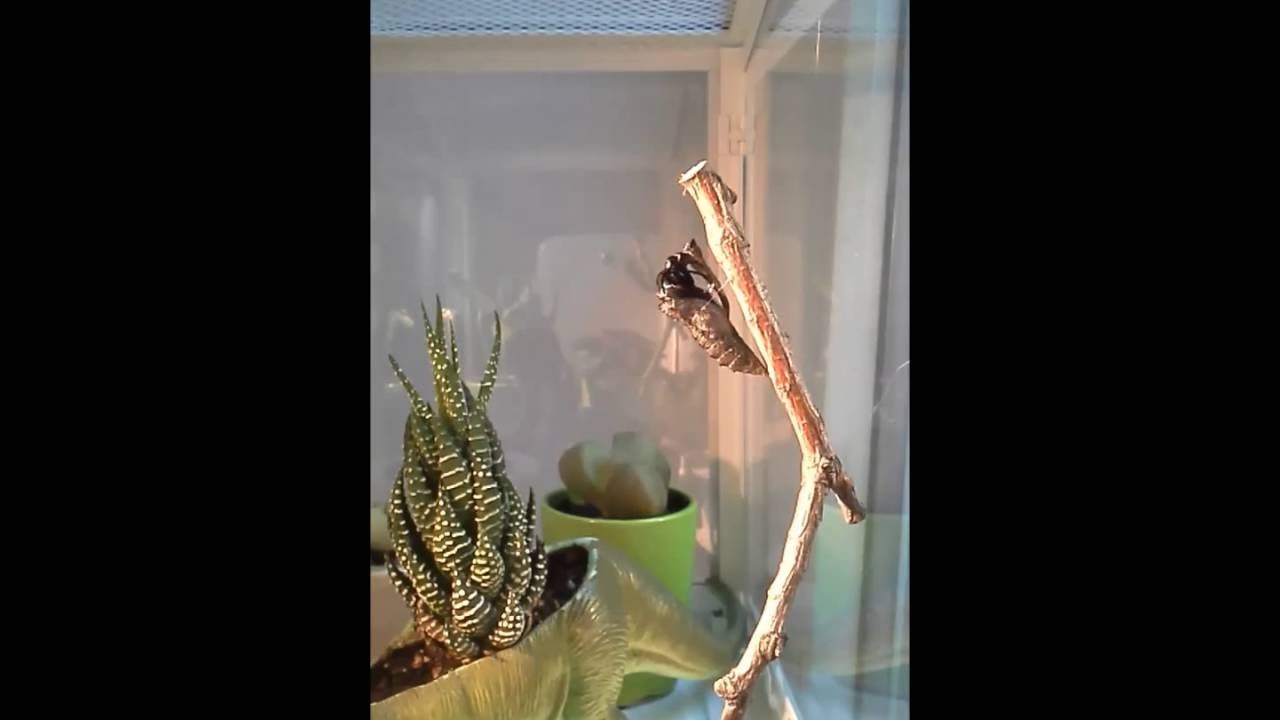 Black Swallowtail Butterfly Emerging from Cocoon - YouTube