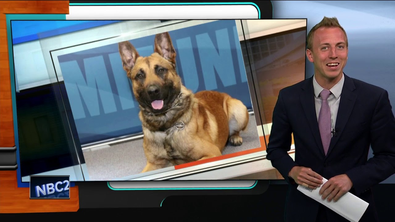 K9 Pyro recovering from injuries - YouTube