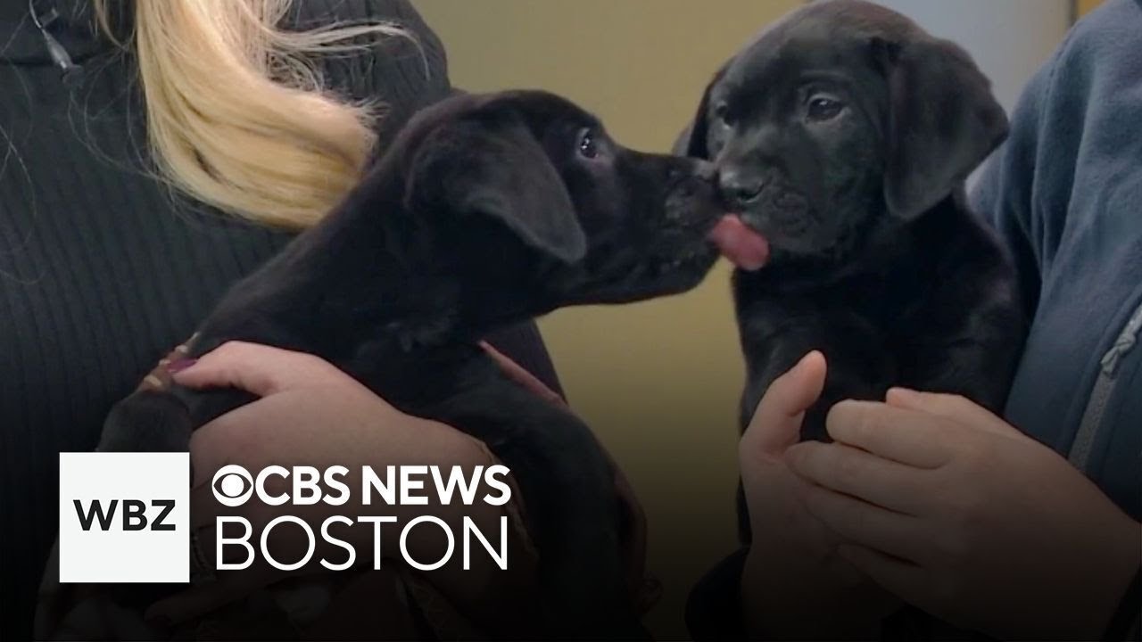 Adorable and affectionate puppies up for adoption in Massachusetts ...