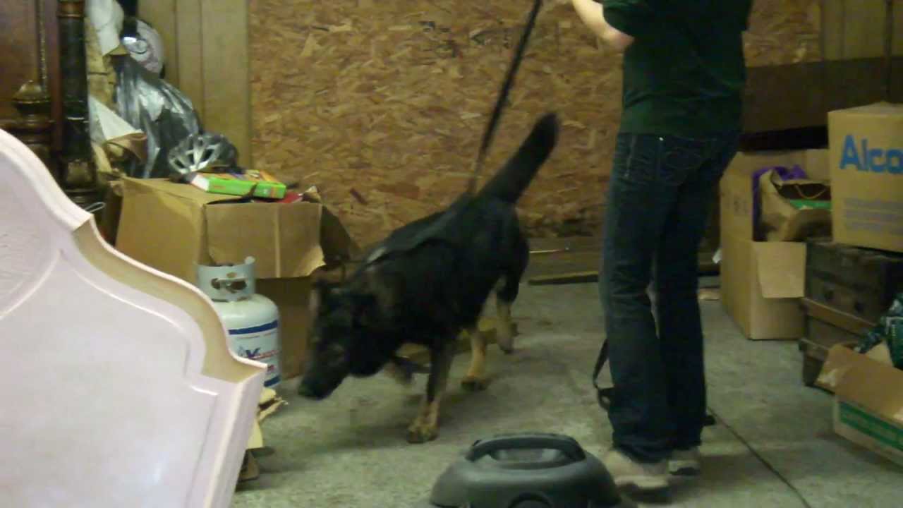 Passive Alert Narcotics Detection K9 2 - YouTube