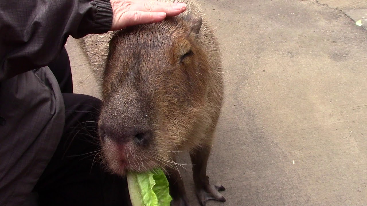 Capybara Wild Encounter - YouTube