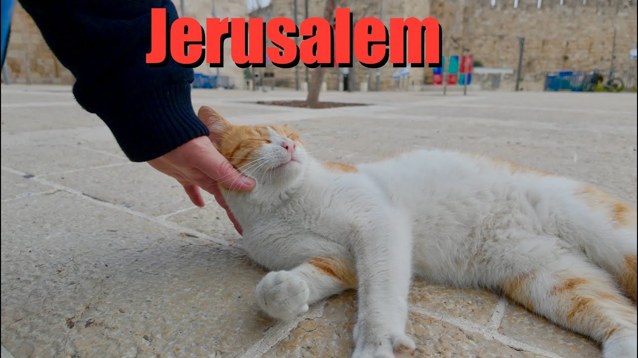 Jerusalem. Walk from the Old Town to Davidka Square. Friendly cat - YouTube