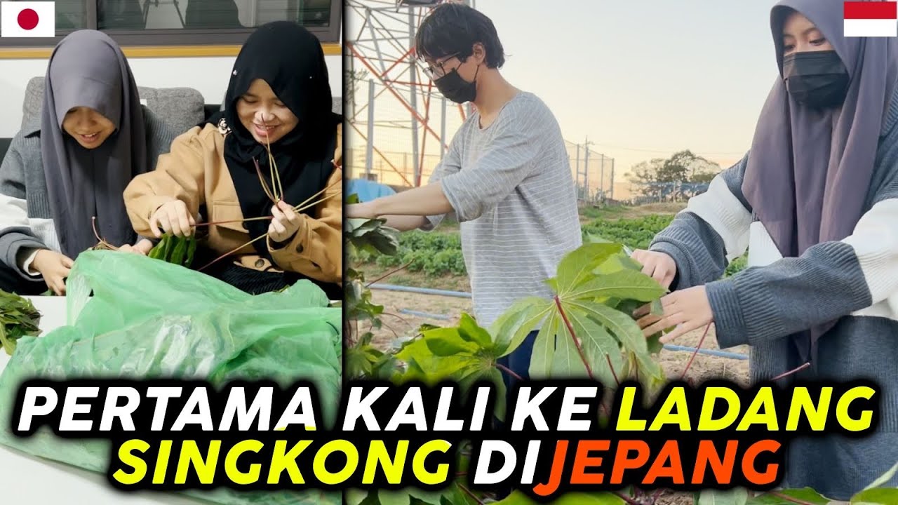 PULANG KERJA BERBURU DAUN singkong DI JEPANG - YouTube