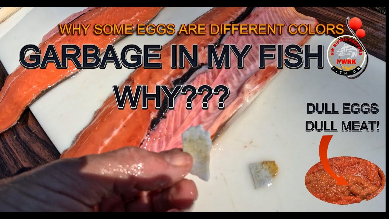 WINTER STEELHEAD, GARBAGE IN FISH! WHY?SALMON AND MORE FISH DYING! DULL ...