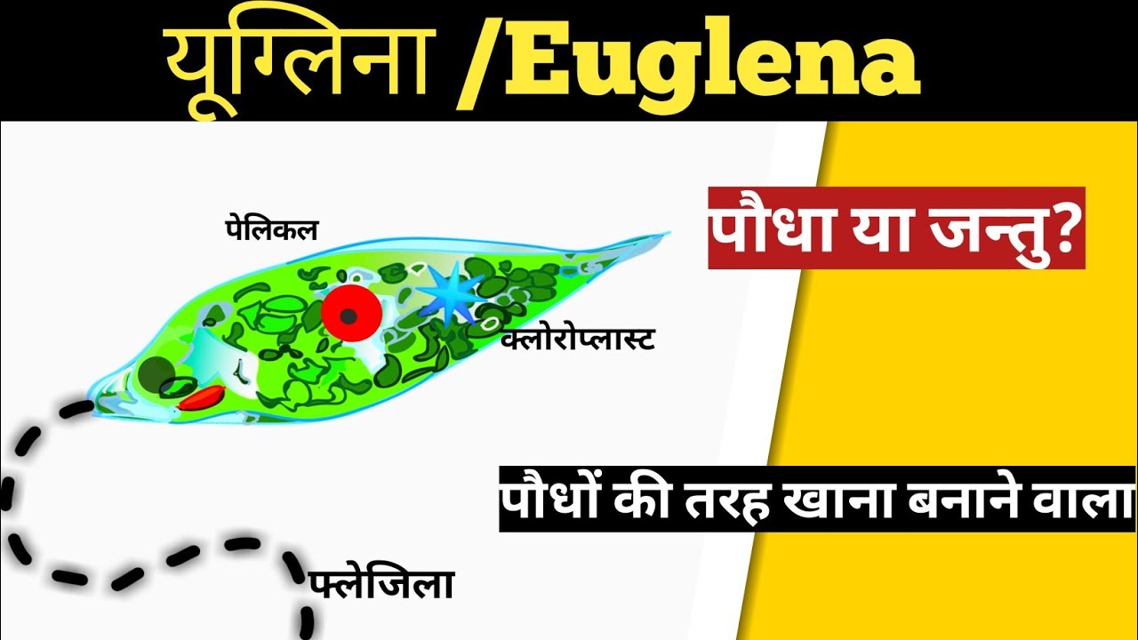 Euglena in hindi || what is euglena ||euglena structure And character ||what are euglenoids ...