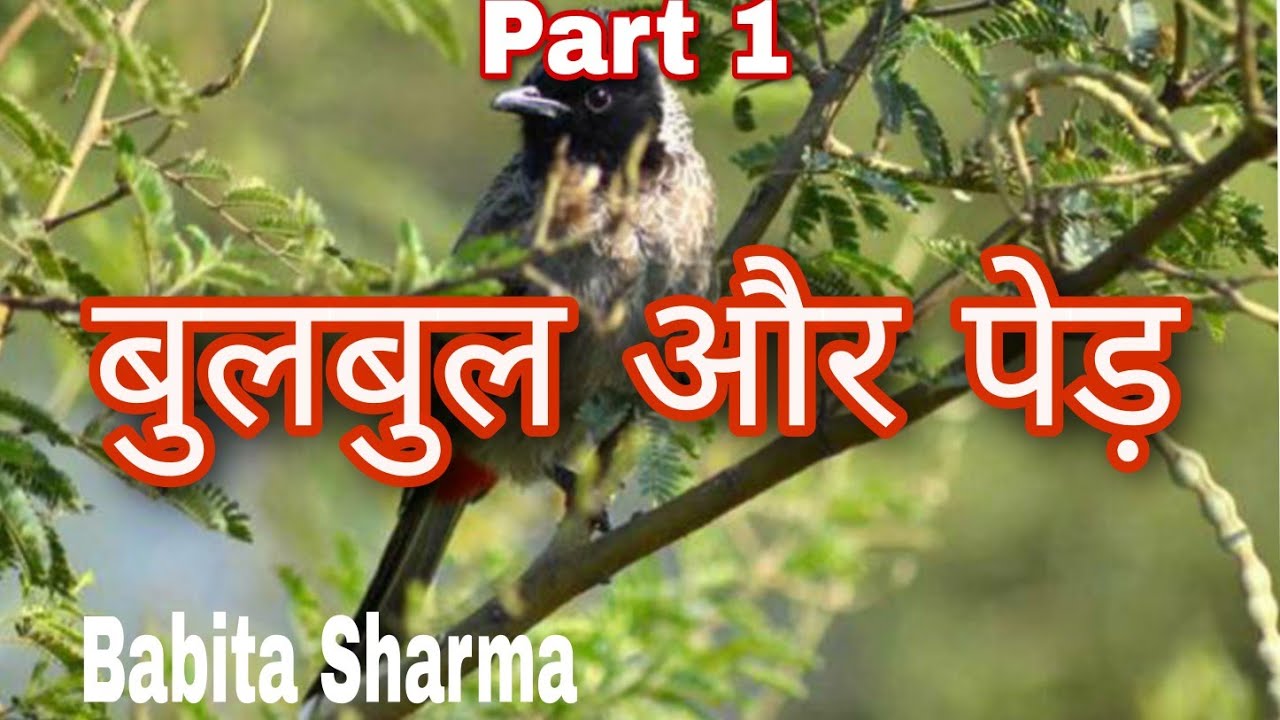 Bulbul Or Ped |Reading & Explanation Hindi Literature | Class-2 - YouTube