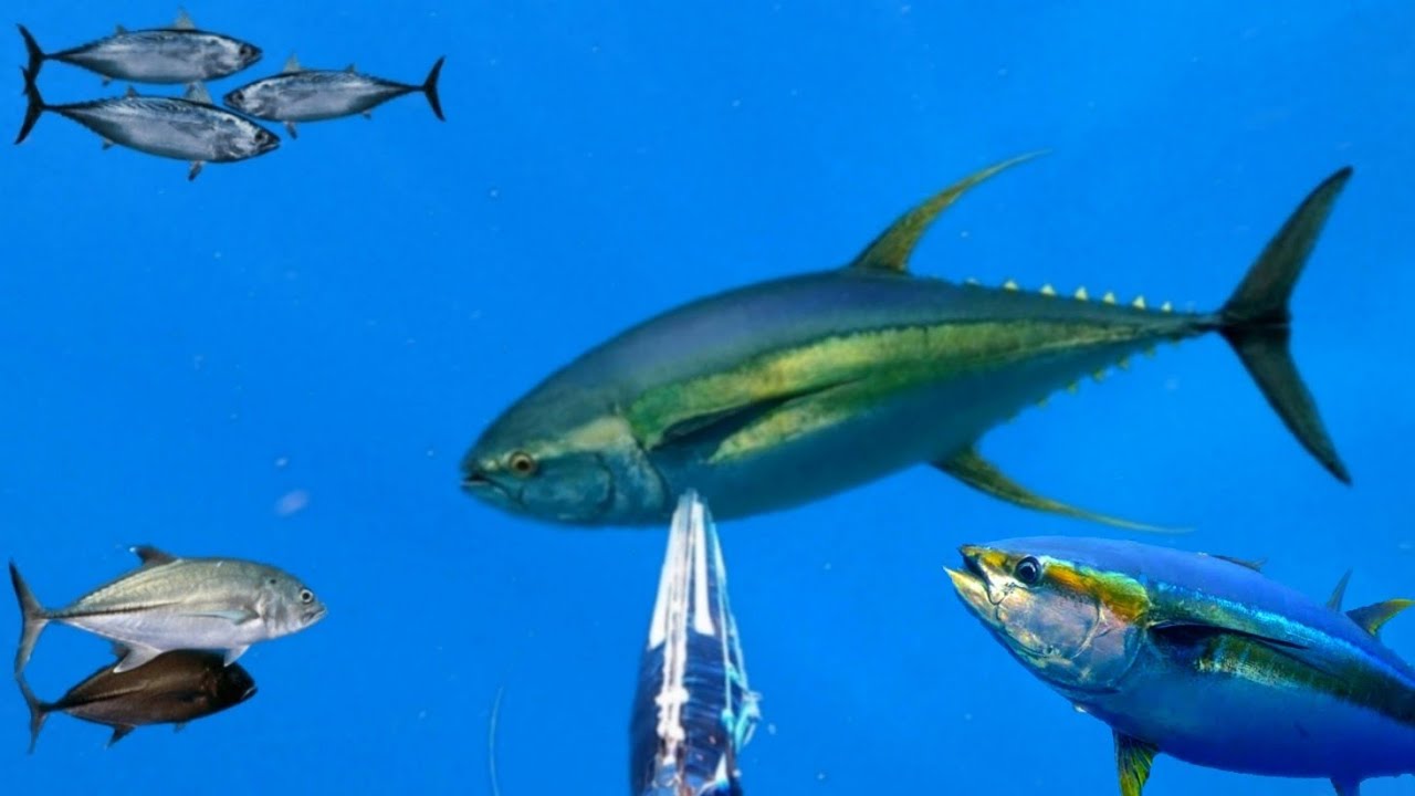 PERTAMA KALINYA MEMANAH MONSTER YELLOWFIN TUNA DAN BANYAK IKAN BOBARA ...