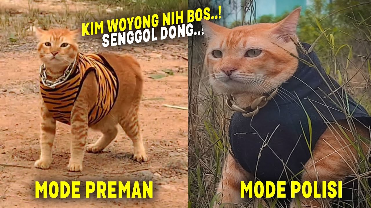 KUCING KOK MIRIP HARIMAU.! Tingkah Kocak Kim Woyong, Kucing Tiktok Yang ...