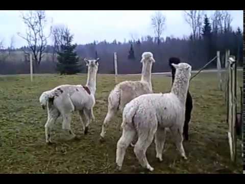 Alpacas running - YouTube