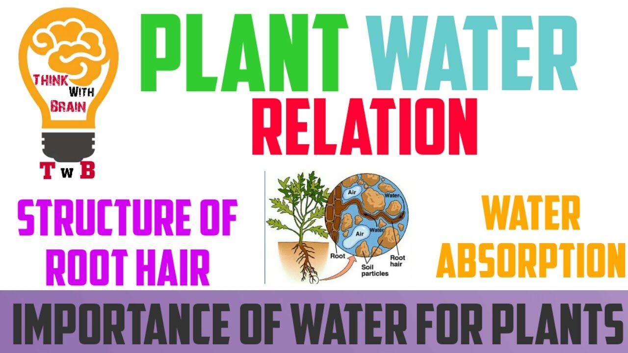 Plant Water Relation | Biology Chapter | Water Absorption| Roots and ...