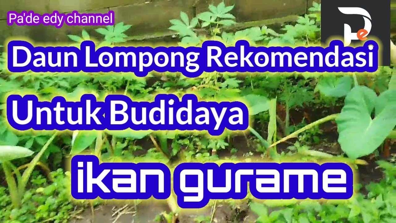 Daun lompong Rekomendasi untuk Budidaya ikan gurame - YouTube