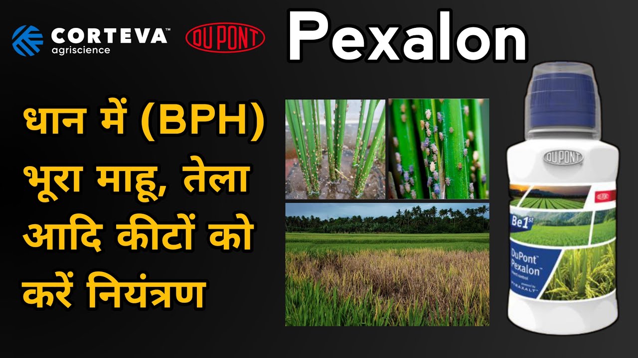 Dupont Pexalon Insecticide | Triflumezopyrim 10% SC | Corteva | BPH ...