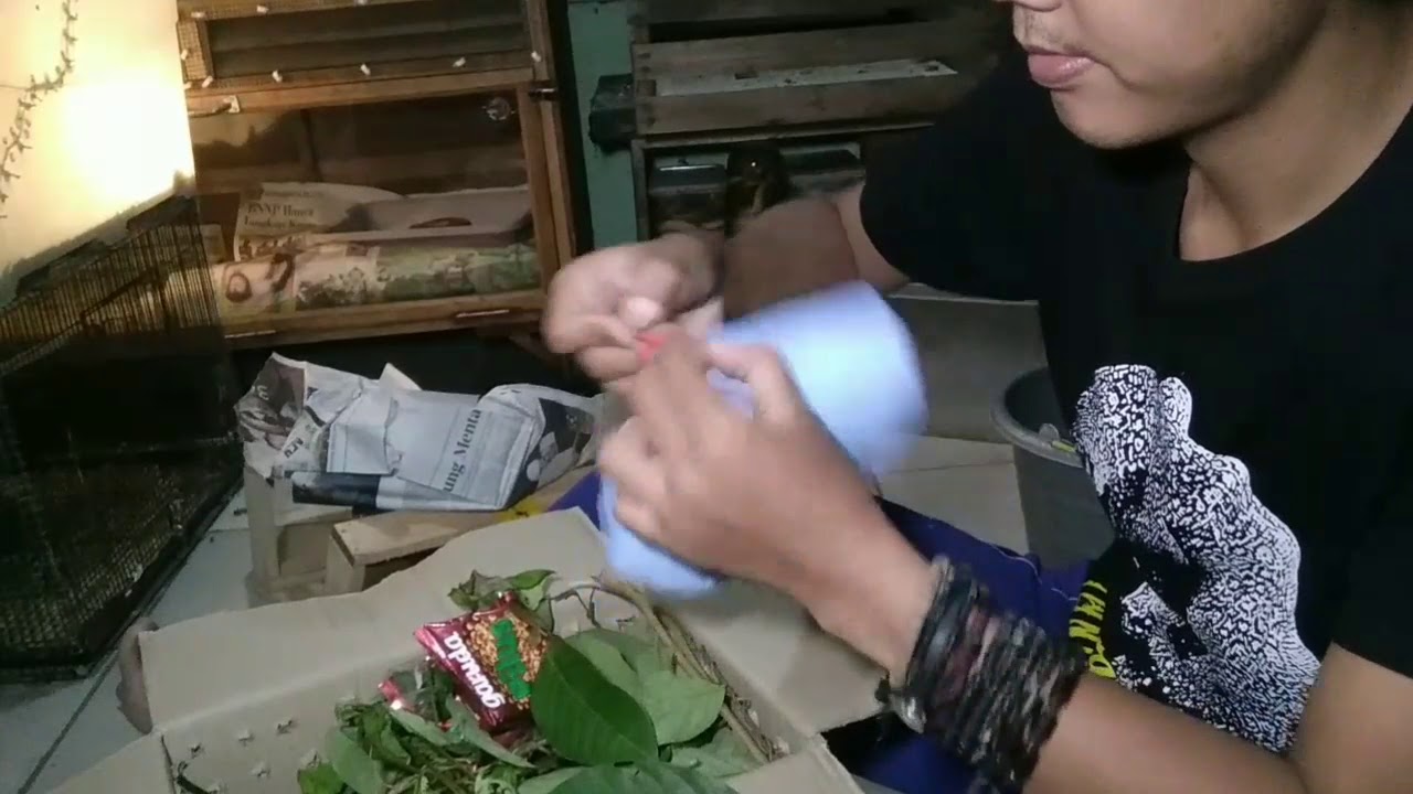 UNBOXING TOKEK BATU YANG KATANYA MEMPUNYAI HARGA SAMPAI RATUSAN JUTA ...