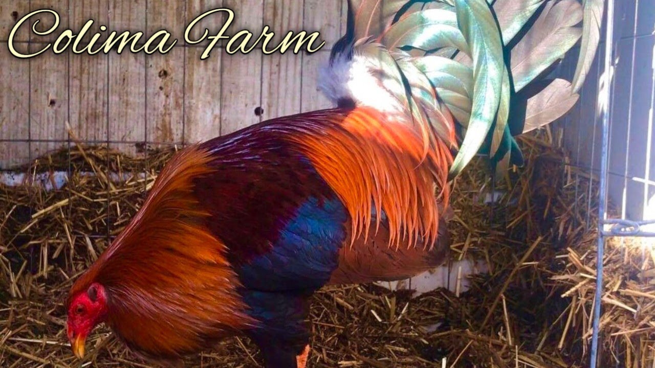 Clements Grey Cowan Albany - COLIMA FARM - YouTube