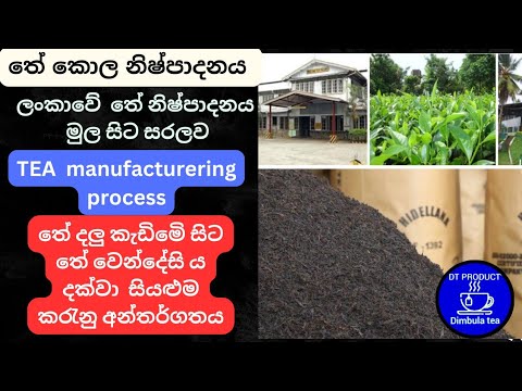 ලංකාවේ තේ නිෂ්පාදනය ,#tea tea manufacturing process ☕ තේ කොල හදන විදිහ ...