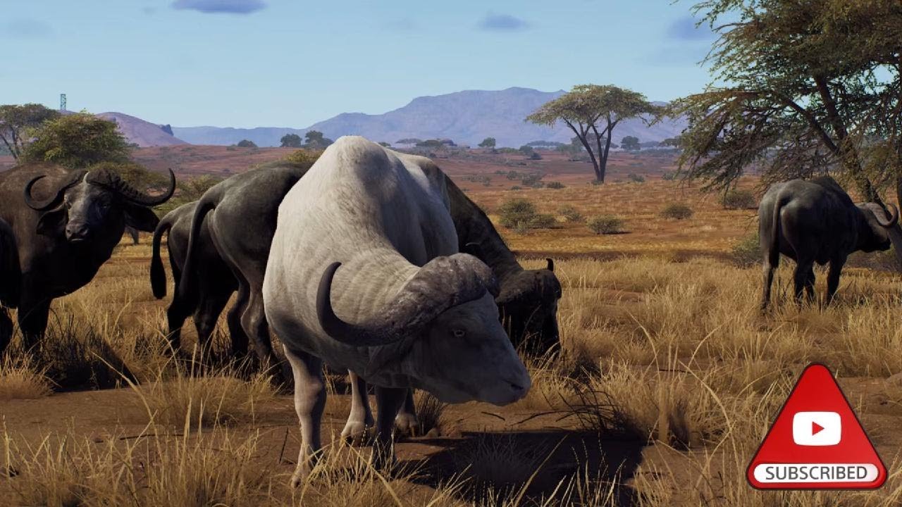 Way of the hunter found a Rare albino buffalo - YouTube