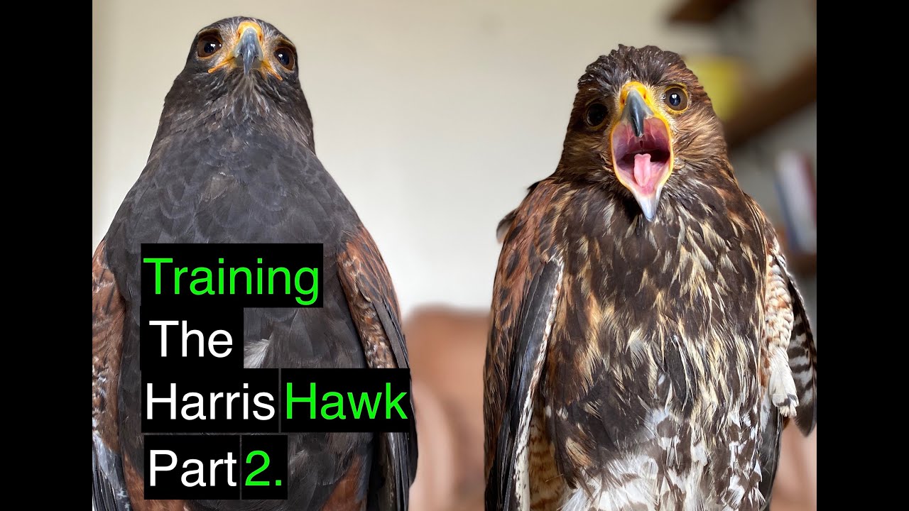 Training the harris hawks in a cast - YouTube