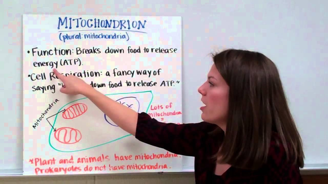 Cell Organelles - YouTube