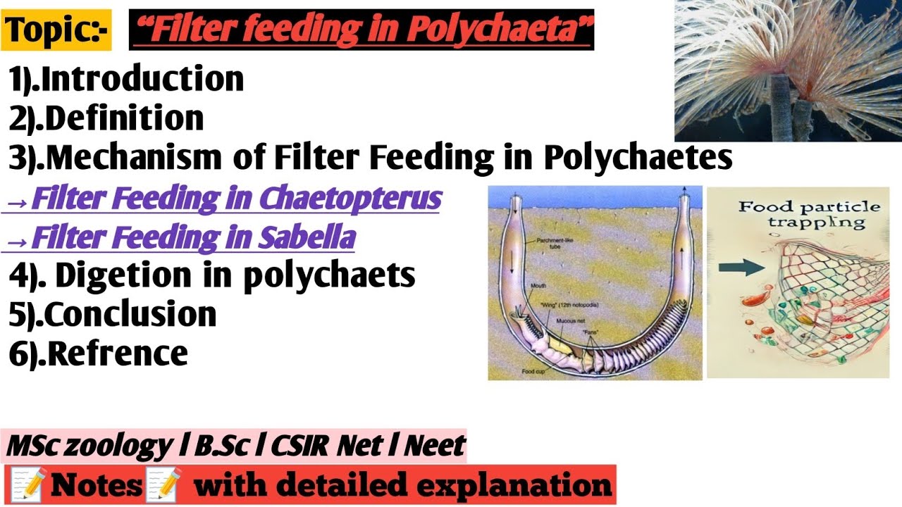 Filter feeding in polychaeta | Nutrition and digetion in Annelida ...