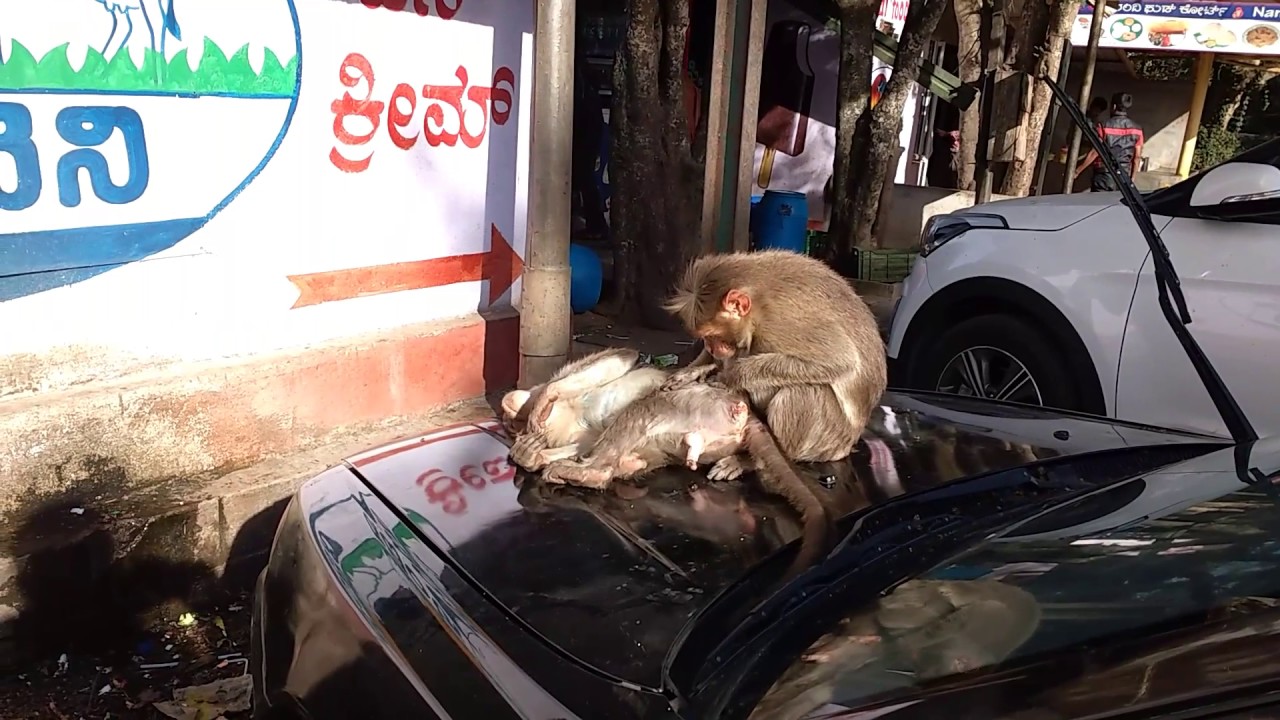 Monkey behave like Man(2) - YouTube