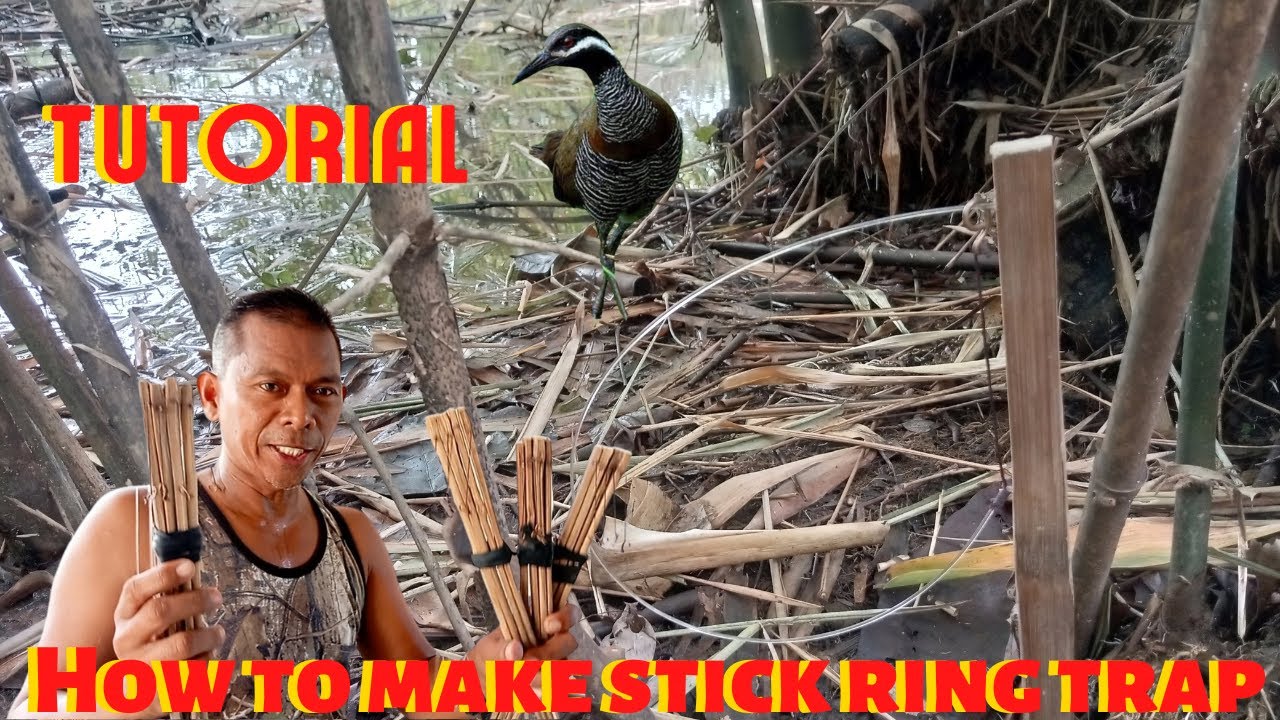 How To Make Stick Ring Trap? Tikling & Wilduck Trap/ Tutorial & Catch ...