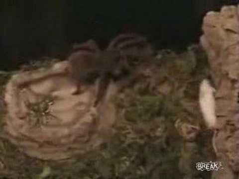 HUGE spider eats mouse - YouTube