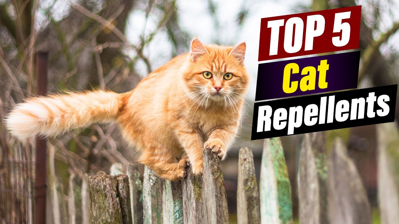 Top 5 Cat Repellents That Actually Work: Tested and Reviewed - YouTube
