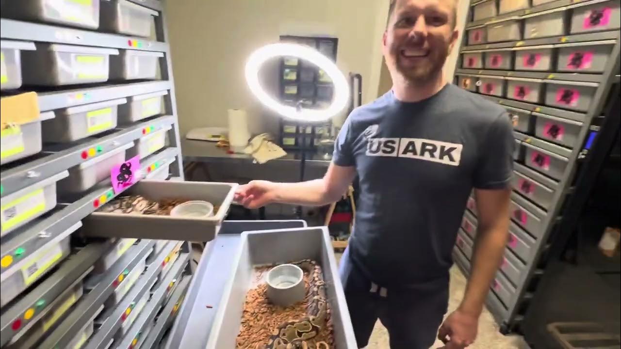 INSANE Ball Python collection tour | Monsoon Clowns?! - YouTube