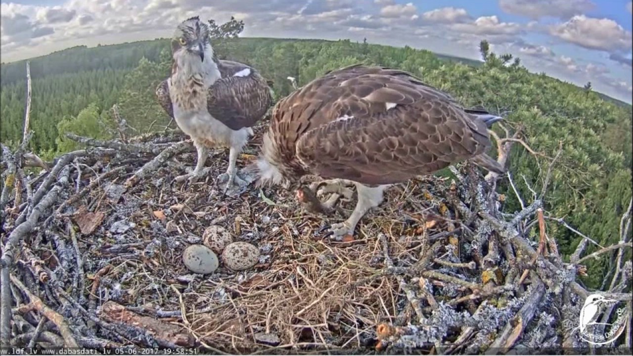 Latvian Osprey Nest Pip in egg-Hear chick from inside also fish ...
