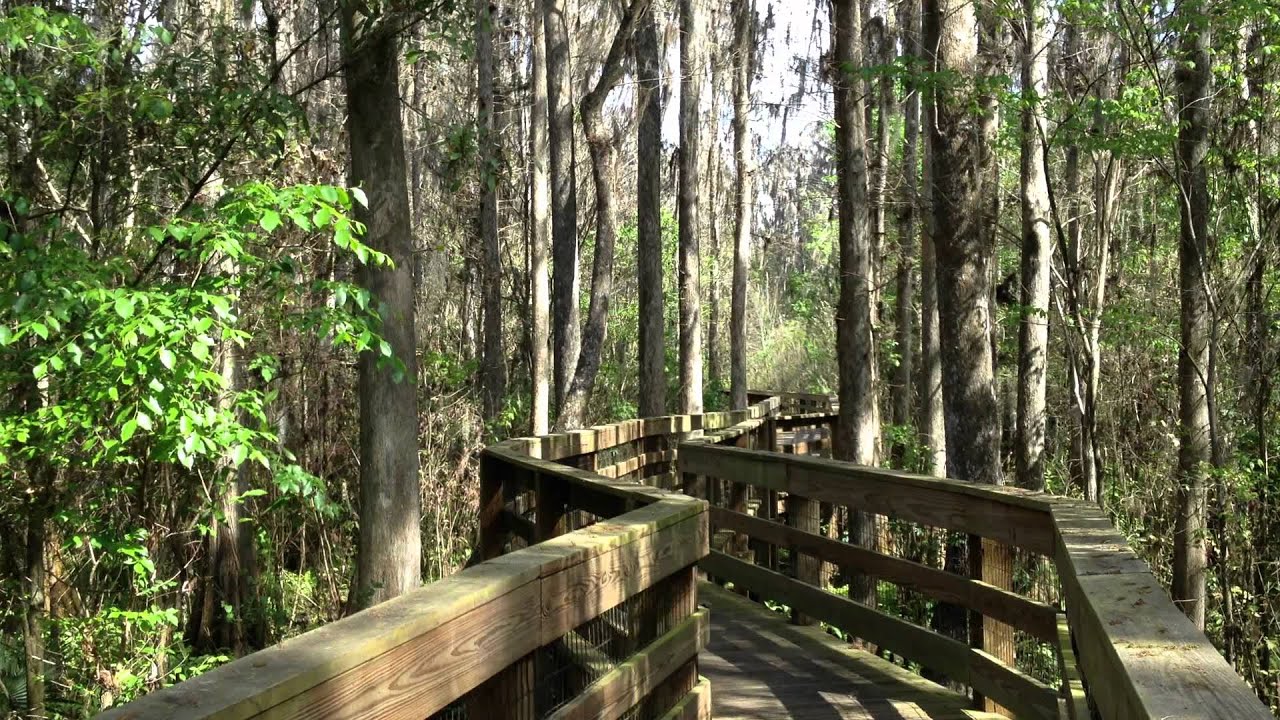 Boardwalk Through the Swamp, Mosaic Peace River Park - YouTube