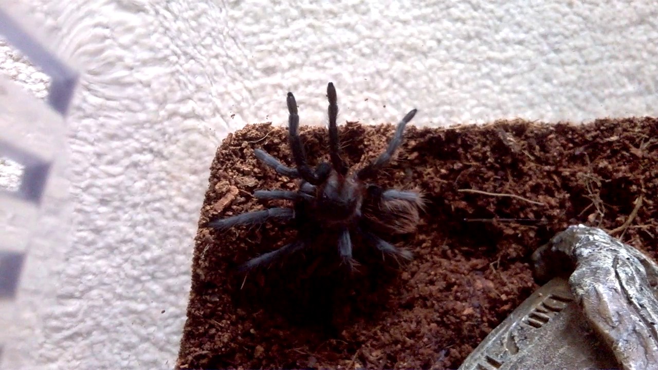 Rumpo the Mexican Red Rump tarantula - YouTube