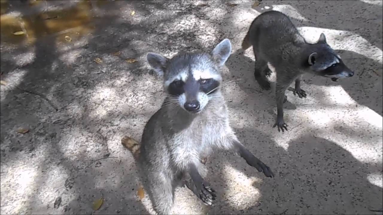 Mapaches comiendo Chetos! :3 - YouTube