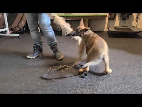 German Shepherd puppies playing with the M litter