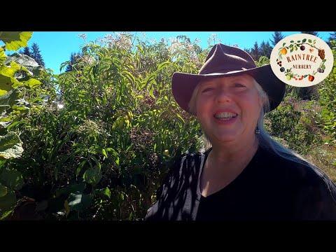 Raintree Nursery's Elderberry Growing Guide