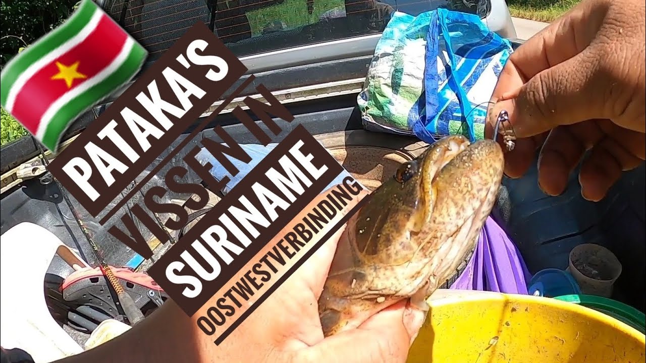 (deel1, part 1) Pataka vissen aan de oostwestverbinding in Suriname ...