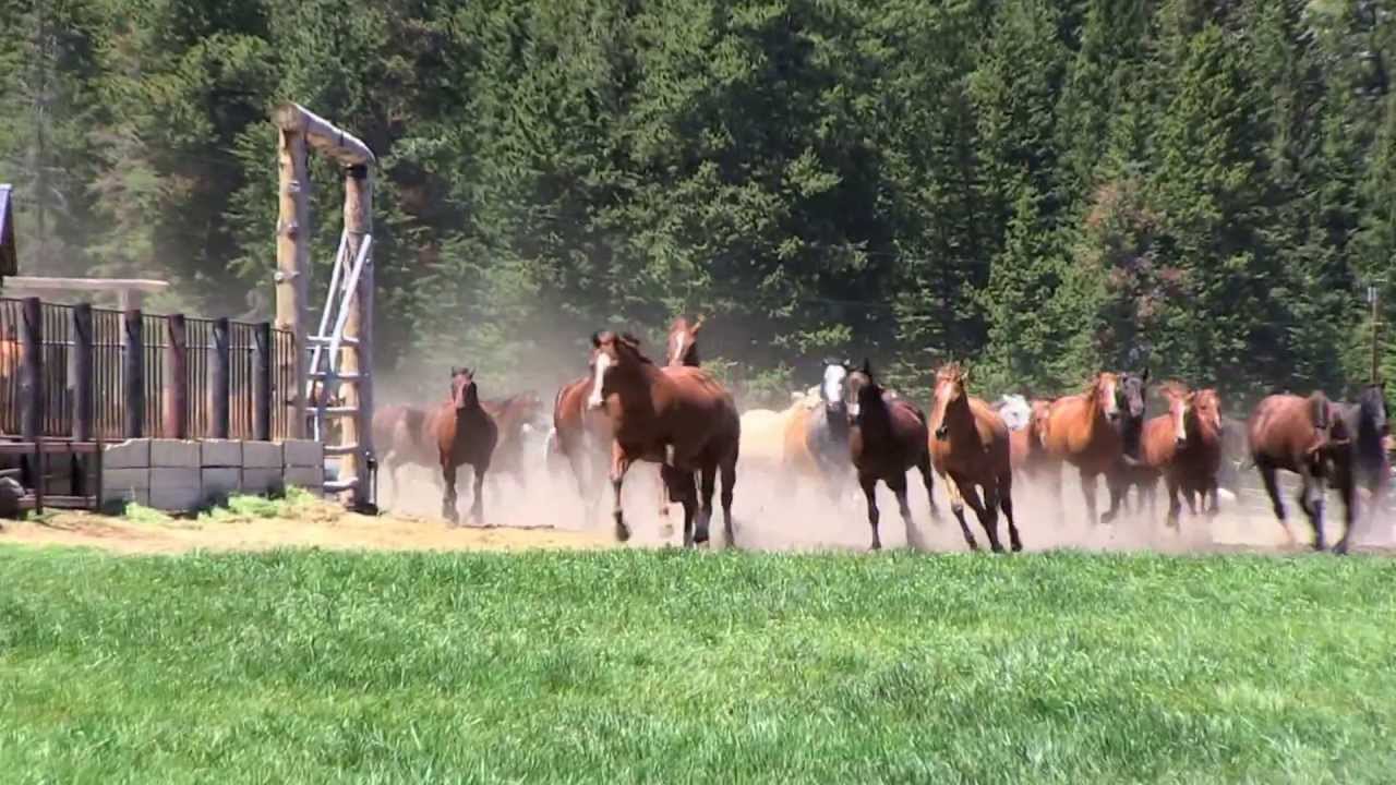 Paradise Ranch - Buffalo, Wyoming - YouTube
