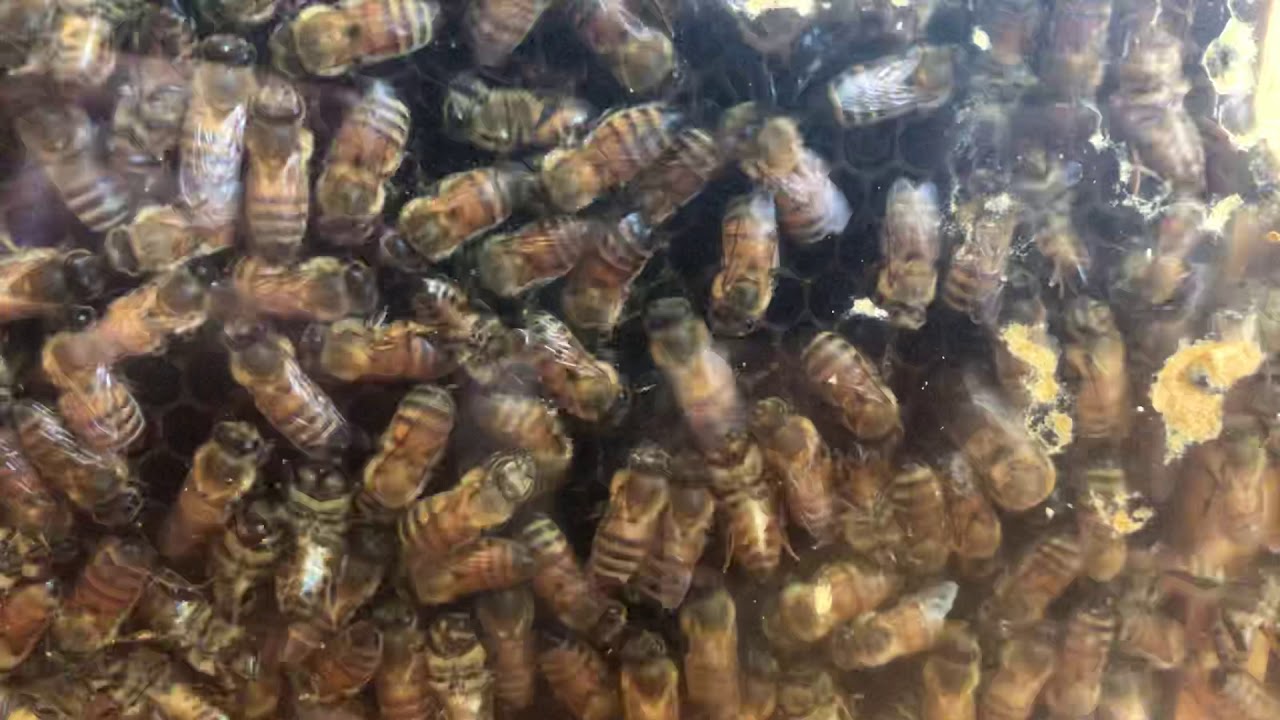 Honey bee waggle dance - YouTube
