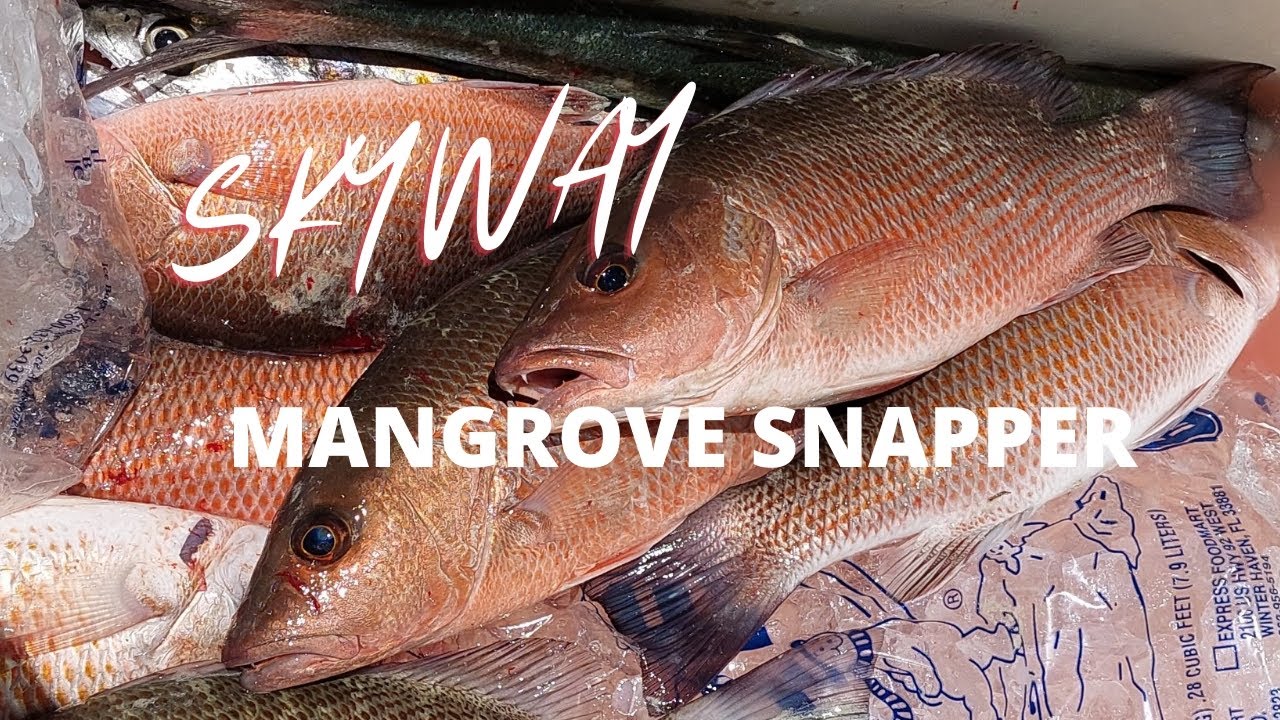Skyway Mangrove Snapper Fishing - YouTube