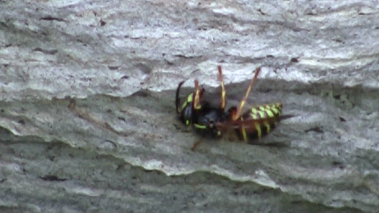 Geitungar í garðinum / Wasp farm in our garden - YouTube