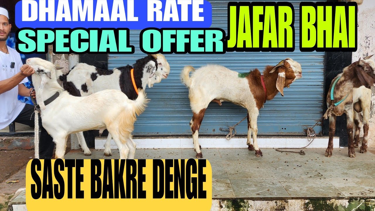 Jafar Bhai Aaj Denge Dhamaka Saste Or Jabardast Quality K Bakre ...