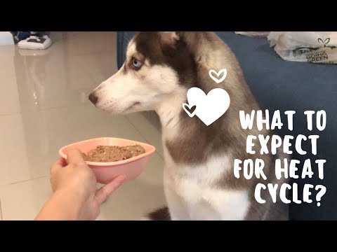 How Long Does A Husky Heat Cycle Last