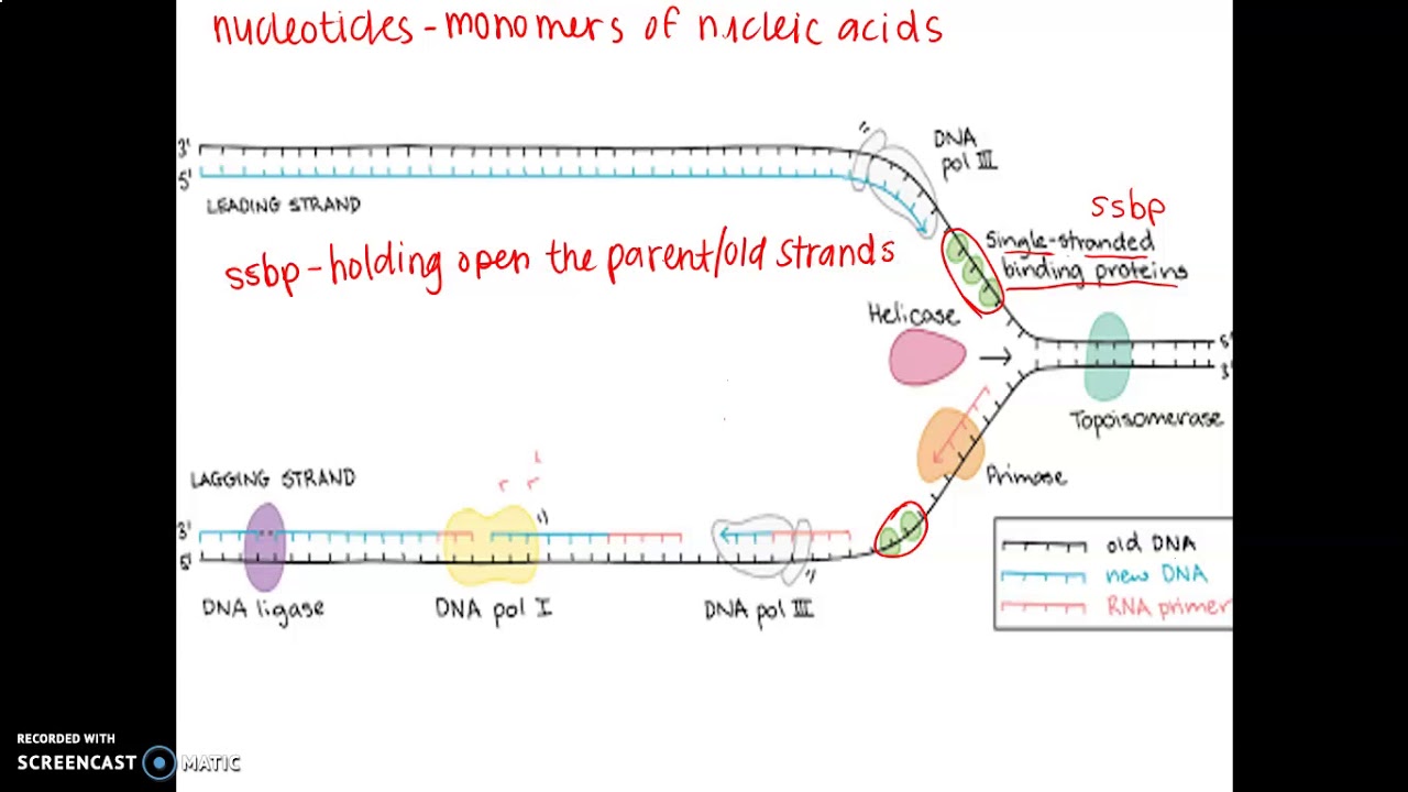 Dna Replication Players Youtube 5124