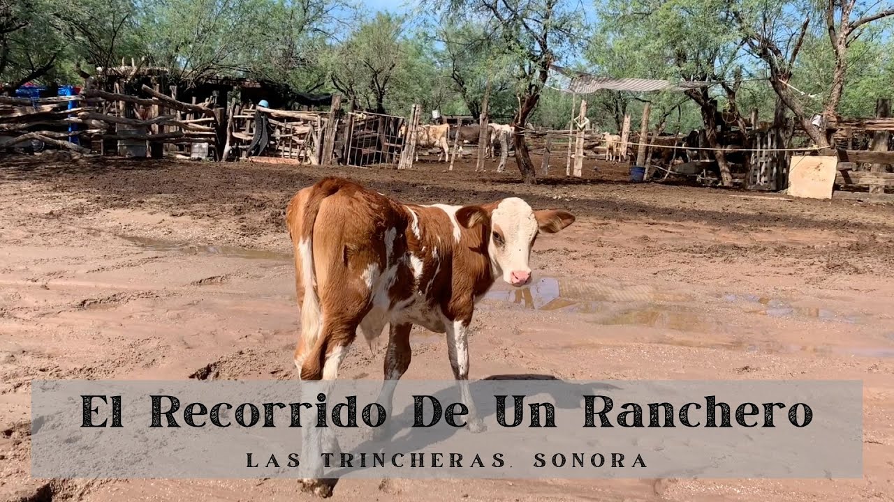 Ep 41: El Recorrido De Un Ranchero || Supervivencia Sonora - YouTube
