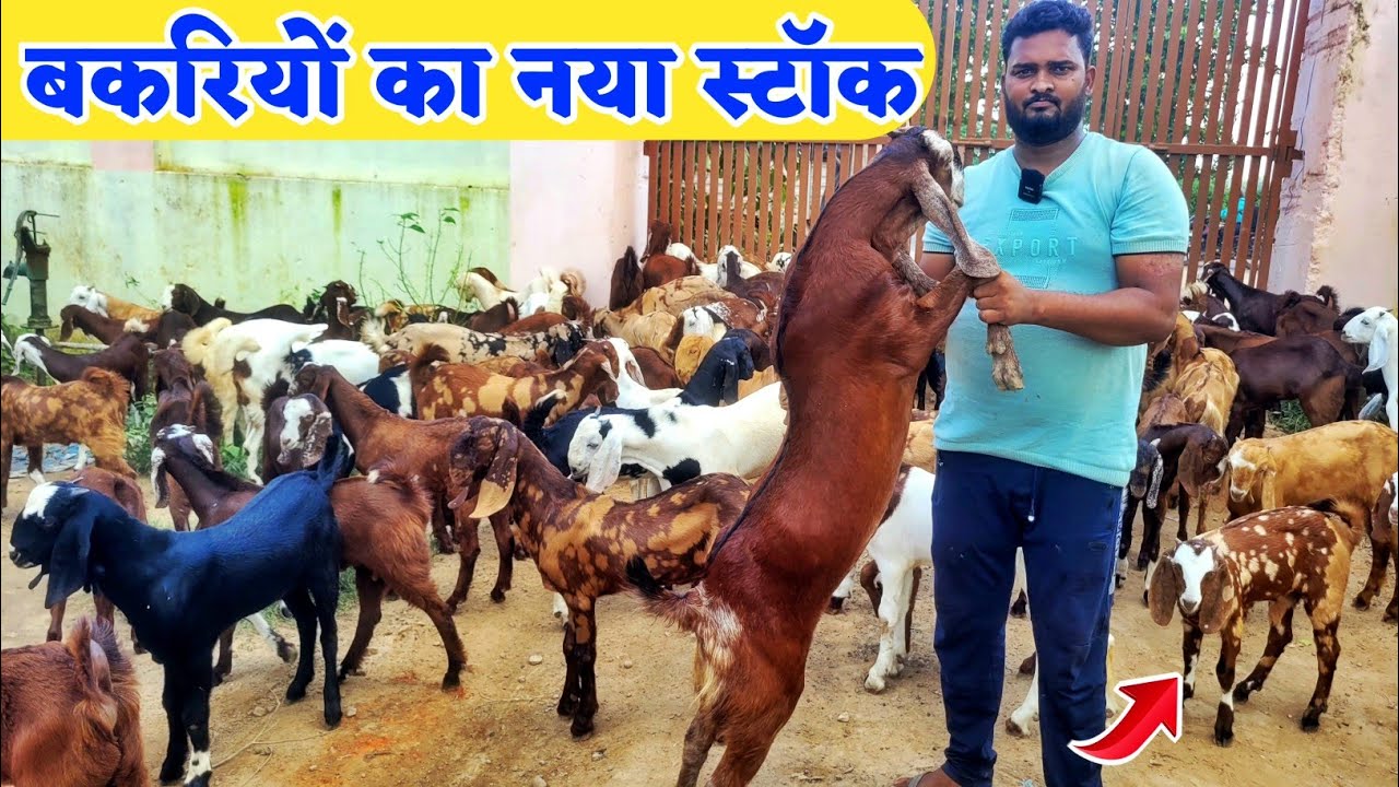 थोक के भाव बकरियों का नया स्टॉक आ गया - आपके शहर में | Rajasthani bakri ...