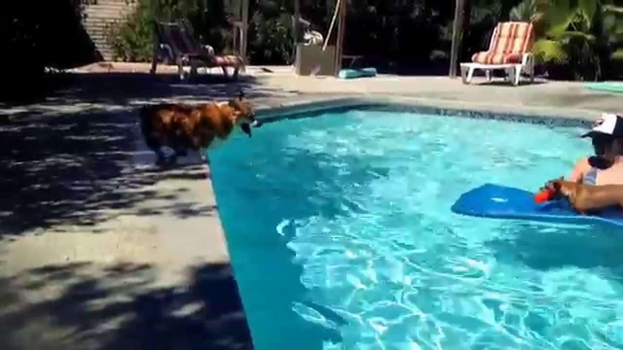 Emma the Corgi Diving - YouTube