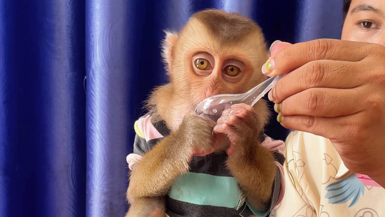 Monkey Bryan Is Having Dessert and Looks So Yummy. | #shorts #moneky # ...